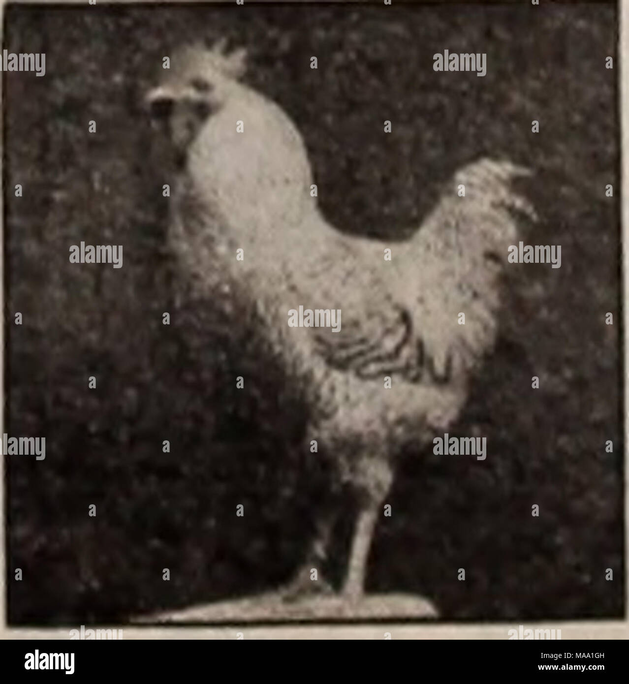 . The Eastern poultryman Stock Photo - Alamy