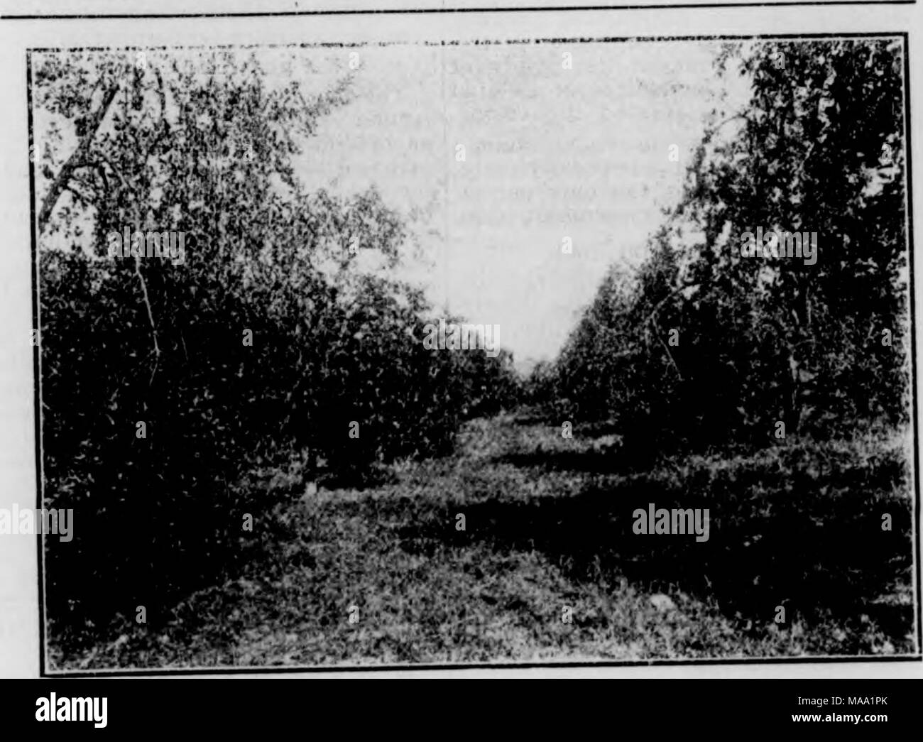 Seckel pear tree hi-res stock photography and images - Alamy