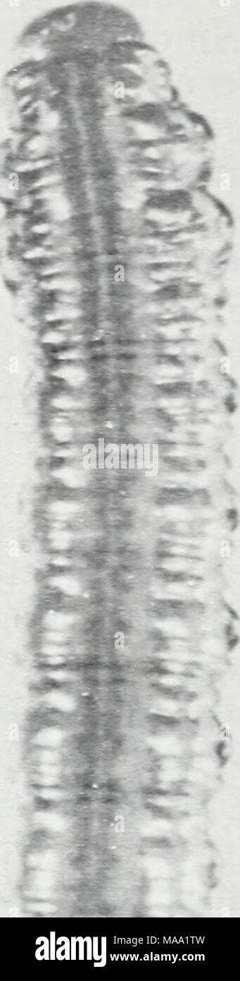 . Eastern forest insects . COURTESY CONN. AGR. EXPT. STA. Figure 188 ...