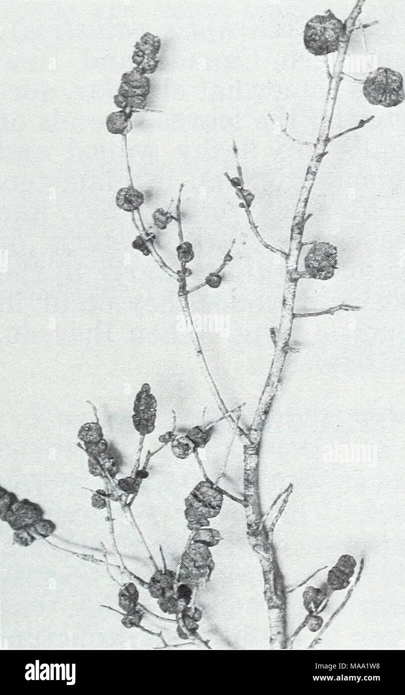 Gouty oak galls hi-res stock photography and images - Alamy