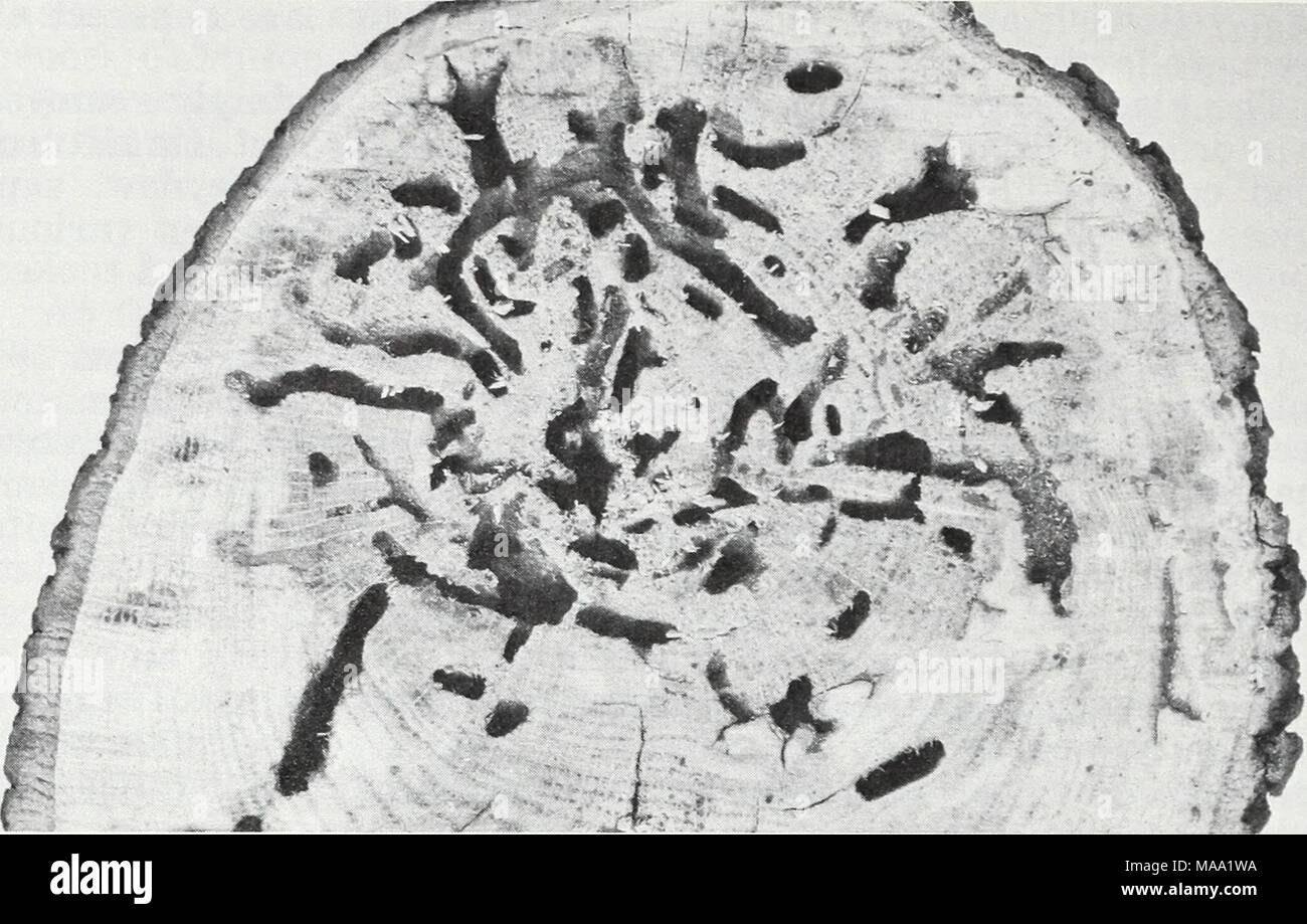 Log piles for insects hi-res stock photography and images - Alamy