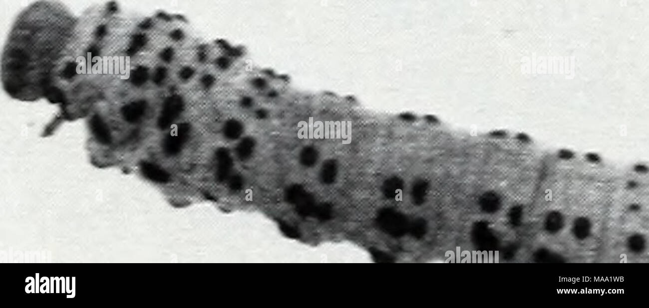 . Eastern forest insects . > *• CV F-519576 Figure 189.—Larvae of the ...