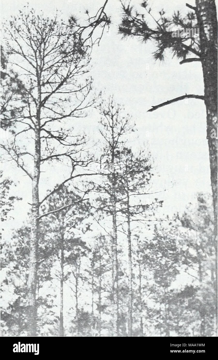 Three pine trees quebec hi-res stock photography and images - Alamy