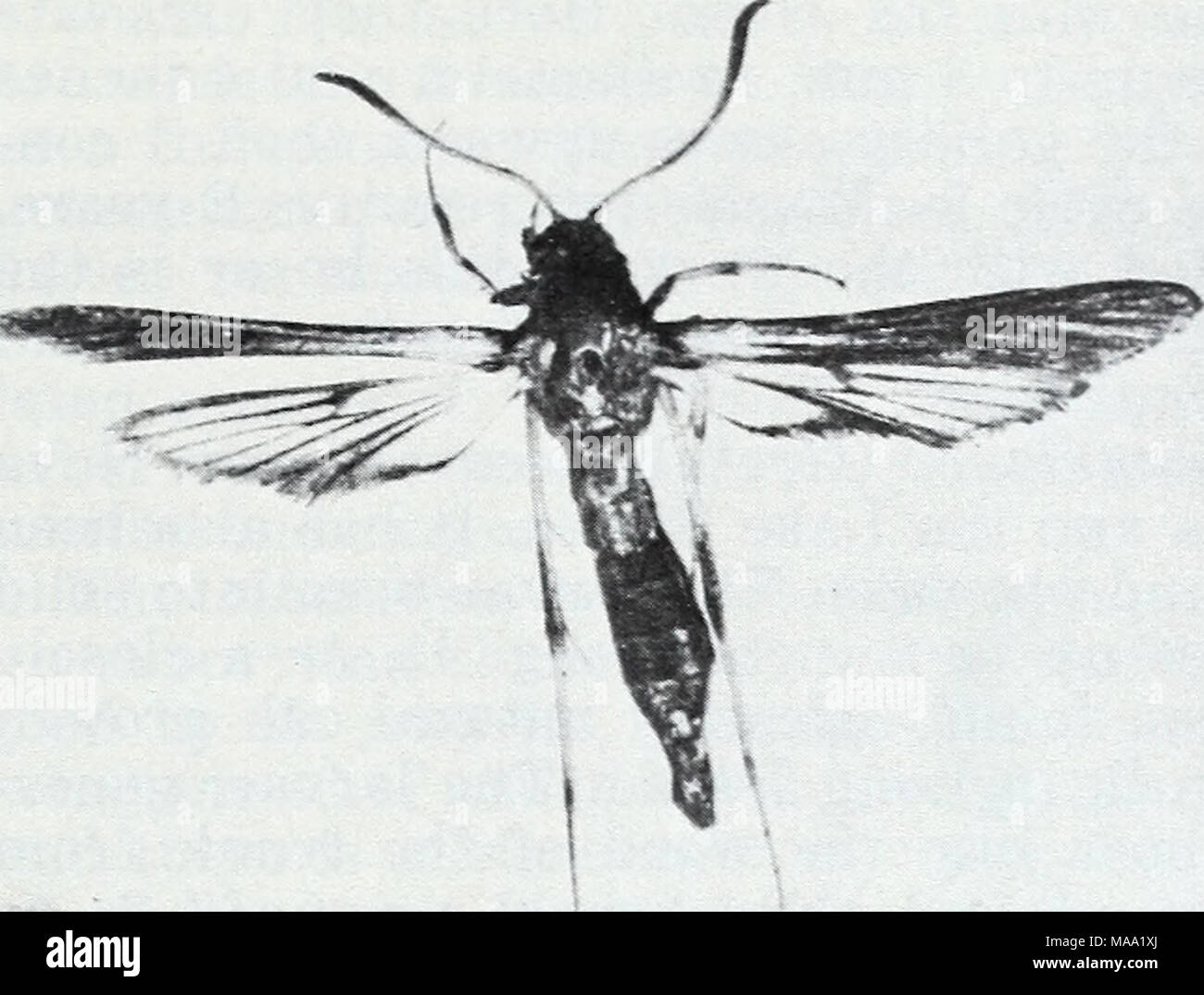 . Eastern forest insects . * Stock Photo - Alamy