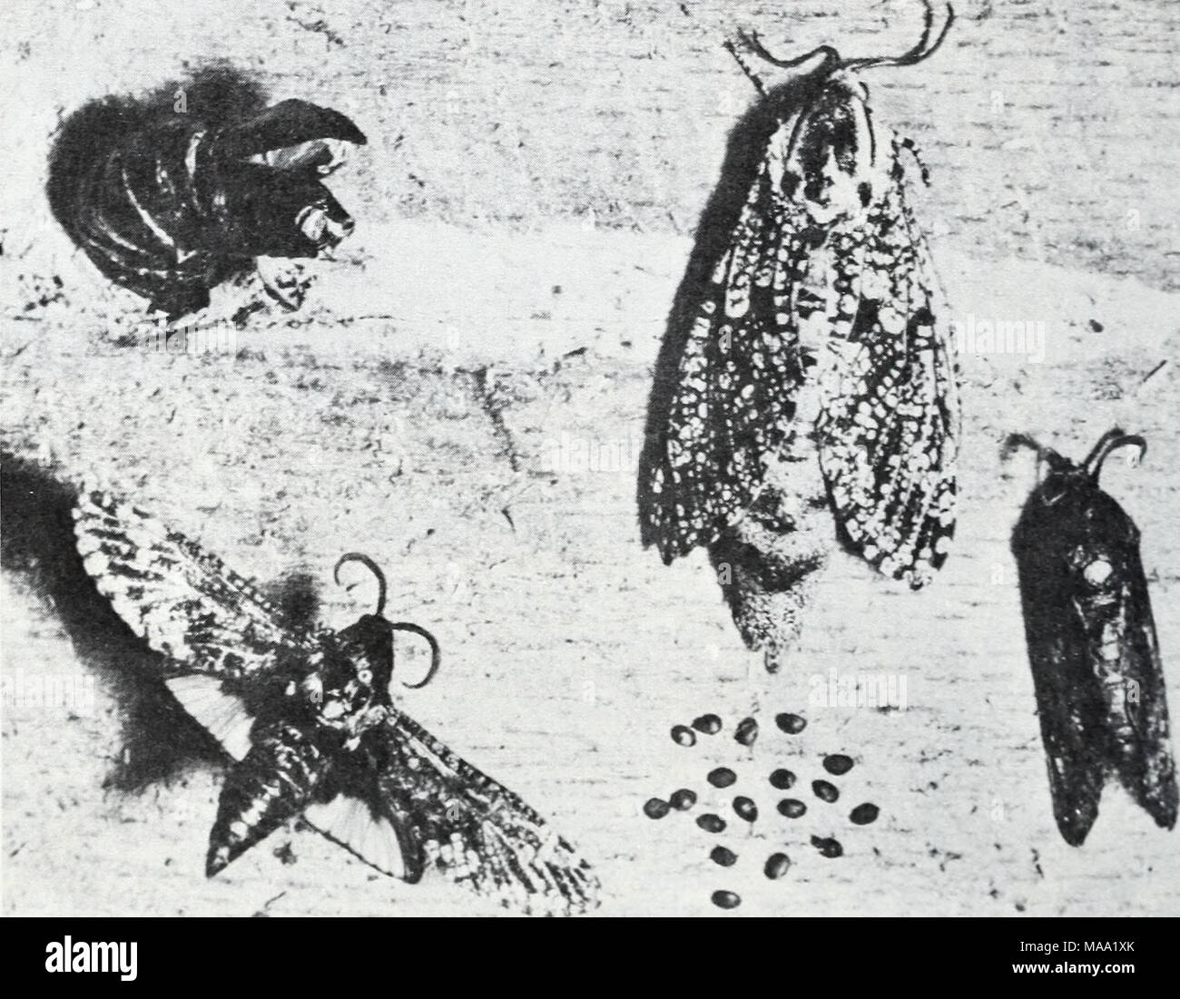 . Eastern forest insects . S Figure 156.—Eggs, larva, pupal case, and ...