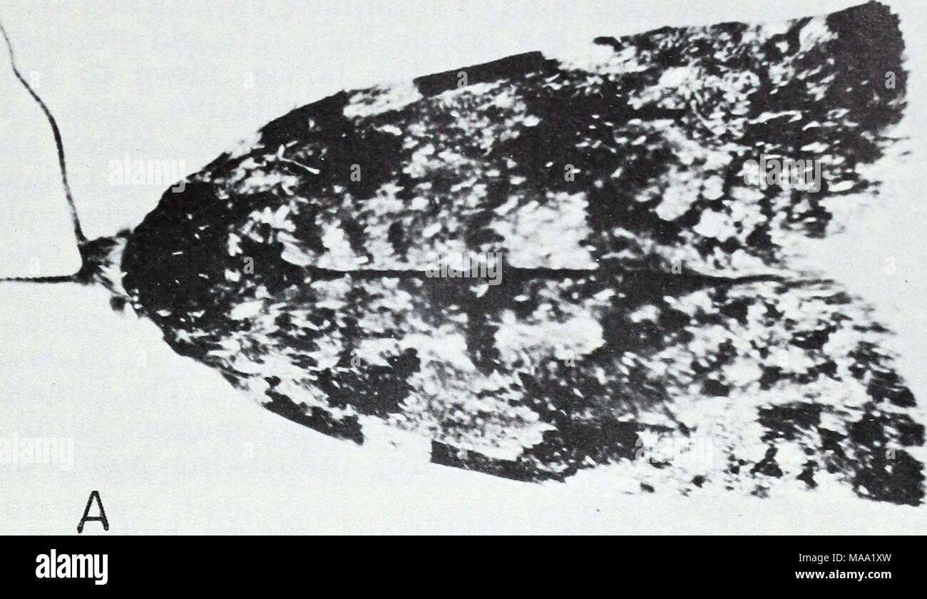 . Eastern forest insects Stock Photo - Alamy