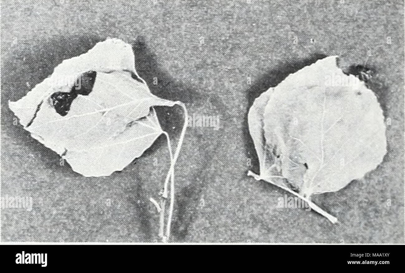 . Eastern forest insects . F-506744 Figure 153.—Pupae of the large ...