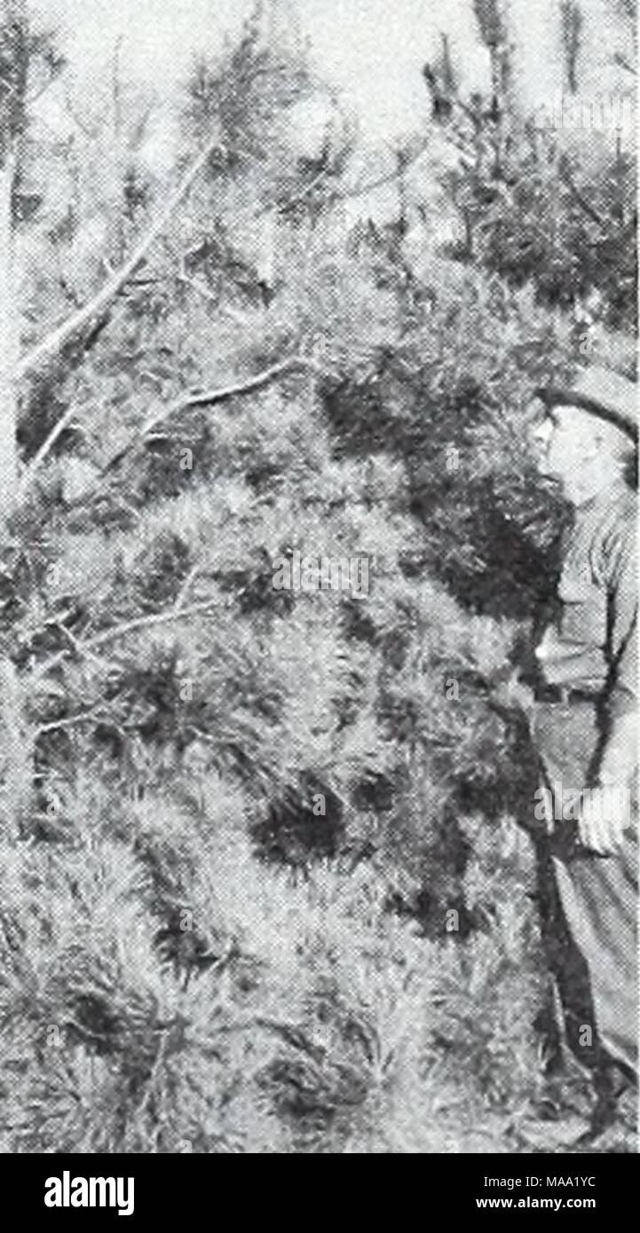 . Eastern forest insects . 361 Stock Photo - Alamy