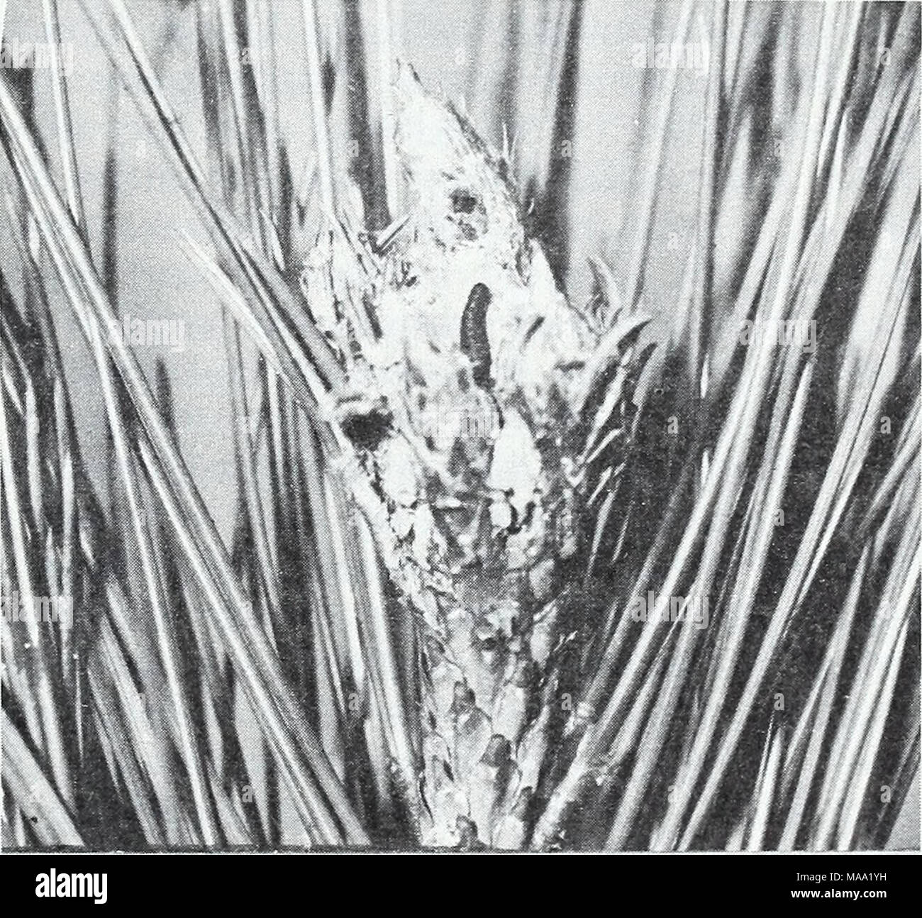 . Eastern forest insects Stock Photo - Alamy