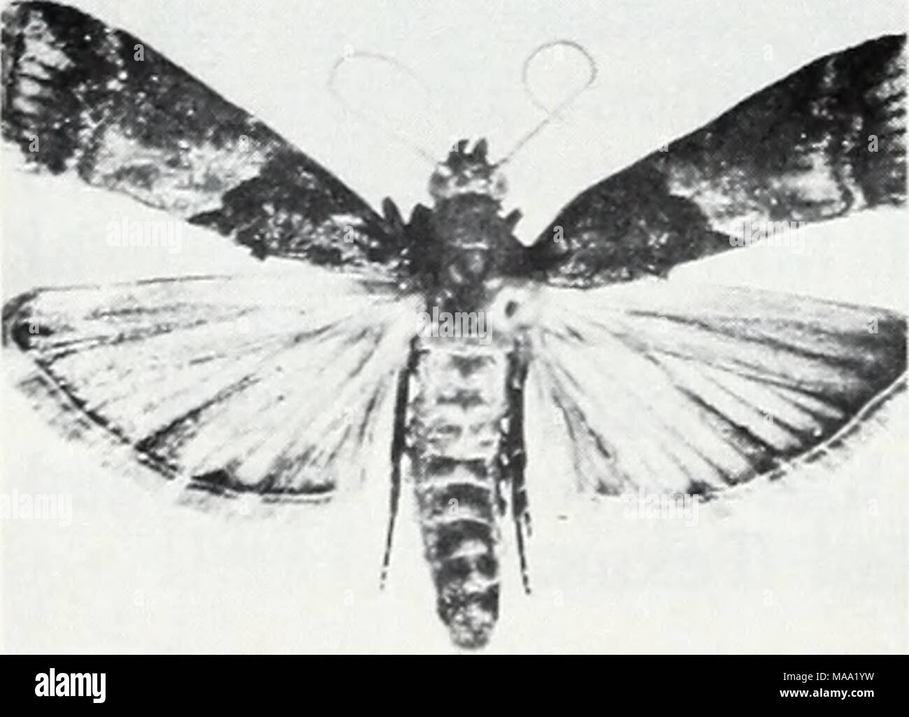 . Eastern forest insects . 354 Stock Photo - Alamy