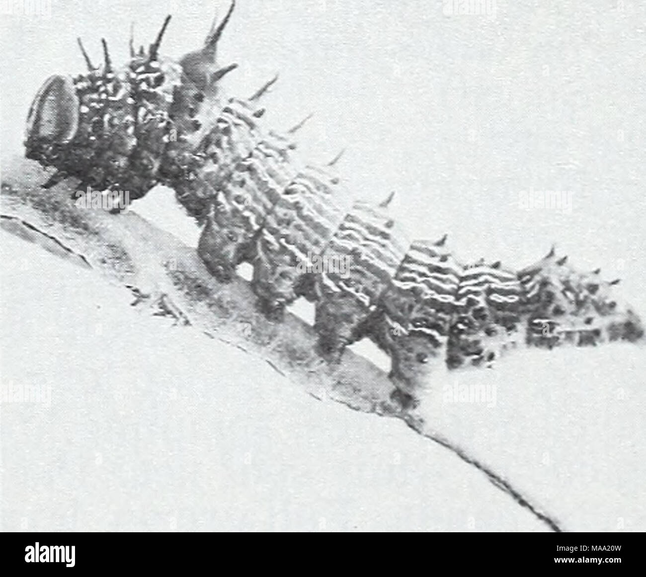 . Eastern forest insects . COURTESY CONN. AGR. EXPT. STA. Figure 121 ...