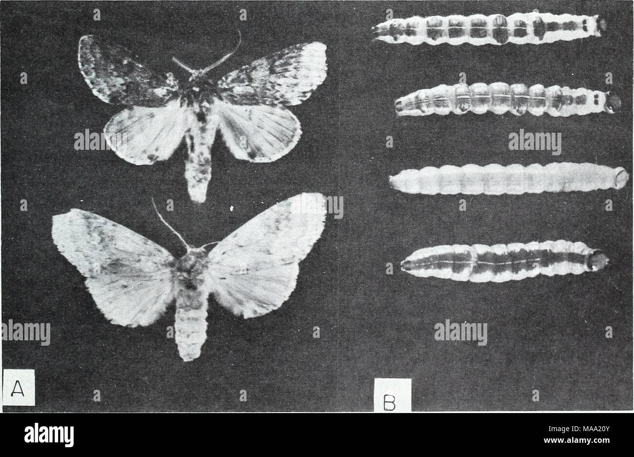 Variable oak leaf caterpillar hi-res stock photography and images - Alamy