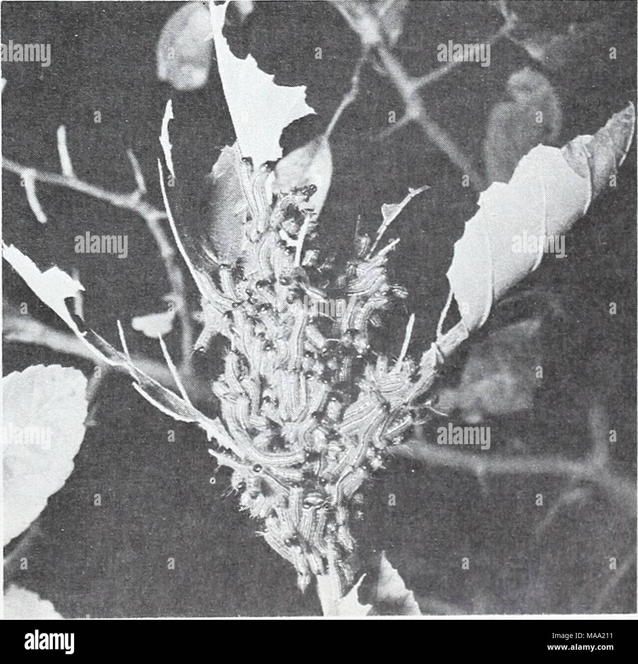 . Eastern forest insects . 311 Stock Photo - Alamy