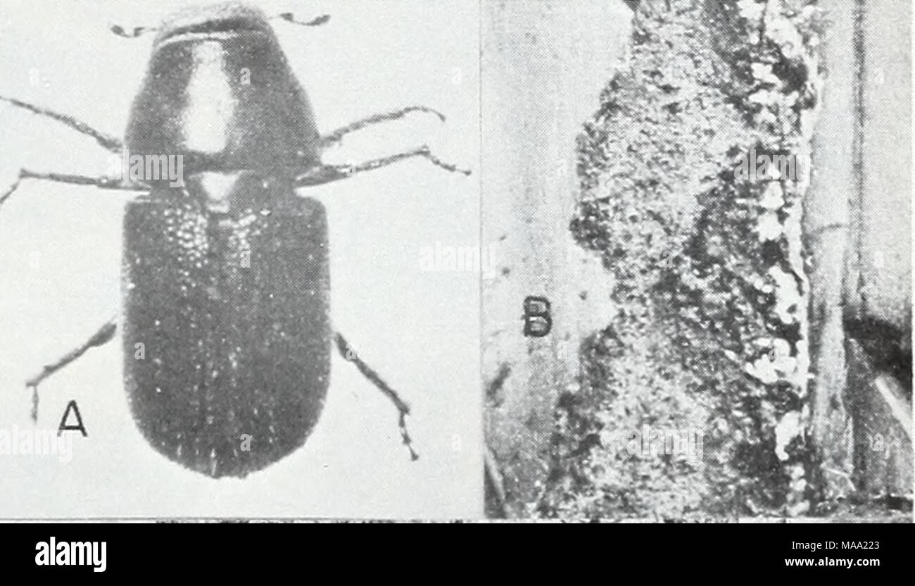 . Eastern forest insects Stock Photo - Alamy