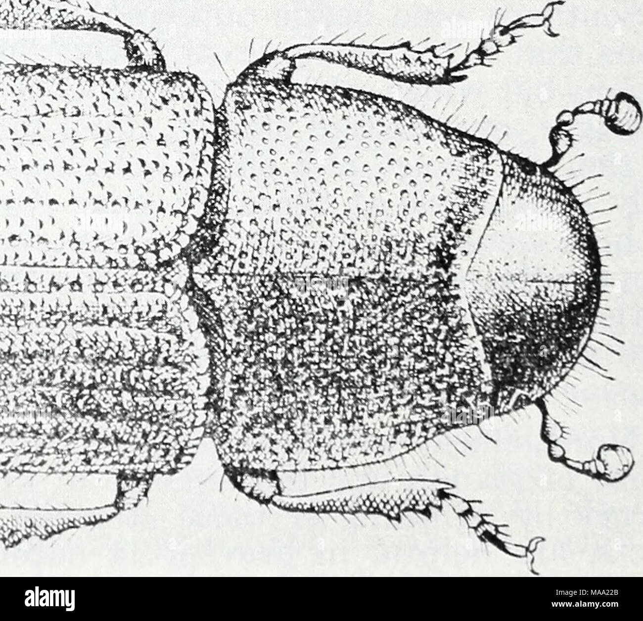 . Eastern forest insects . F-486343-D Figure 88.—Adult of the black ...