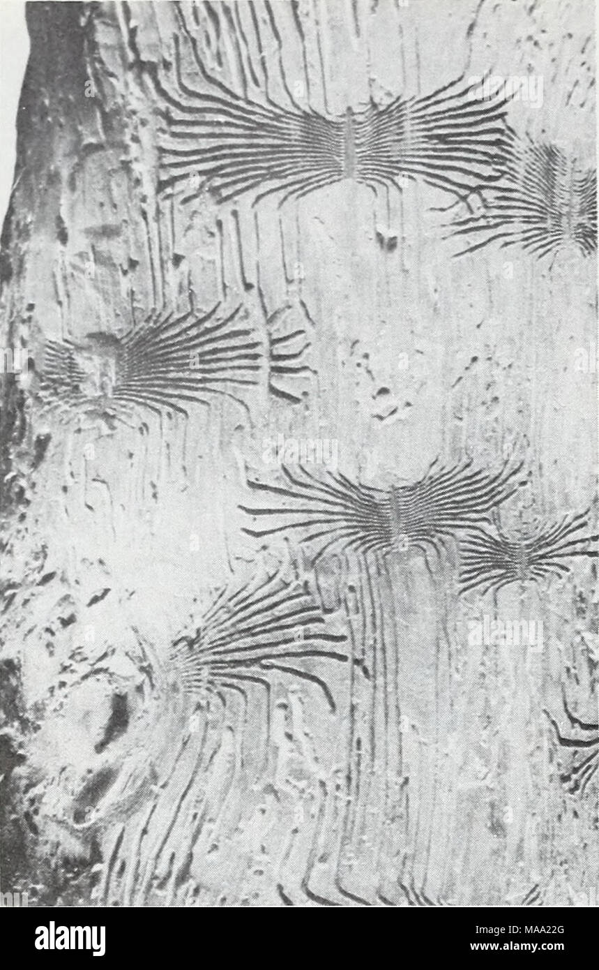 . Eastern forest insects . COURTESY OF DUKE UNIV. SCH. OF FOREST ...