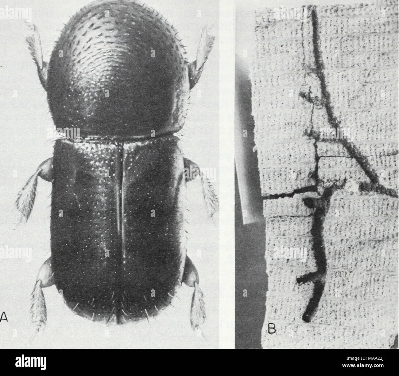 Timber defects hi-res stock photography and images - Alamy