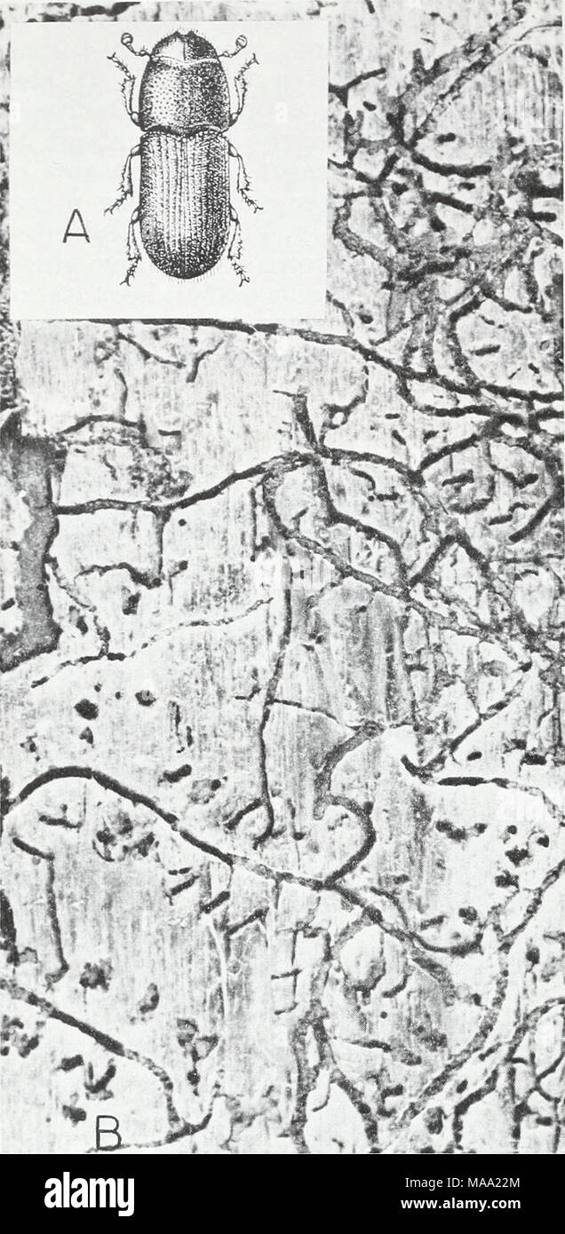 Southern pine beetle hi-res stock photography and images - Alamy