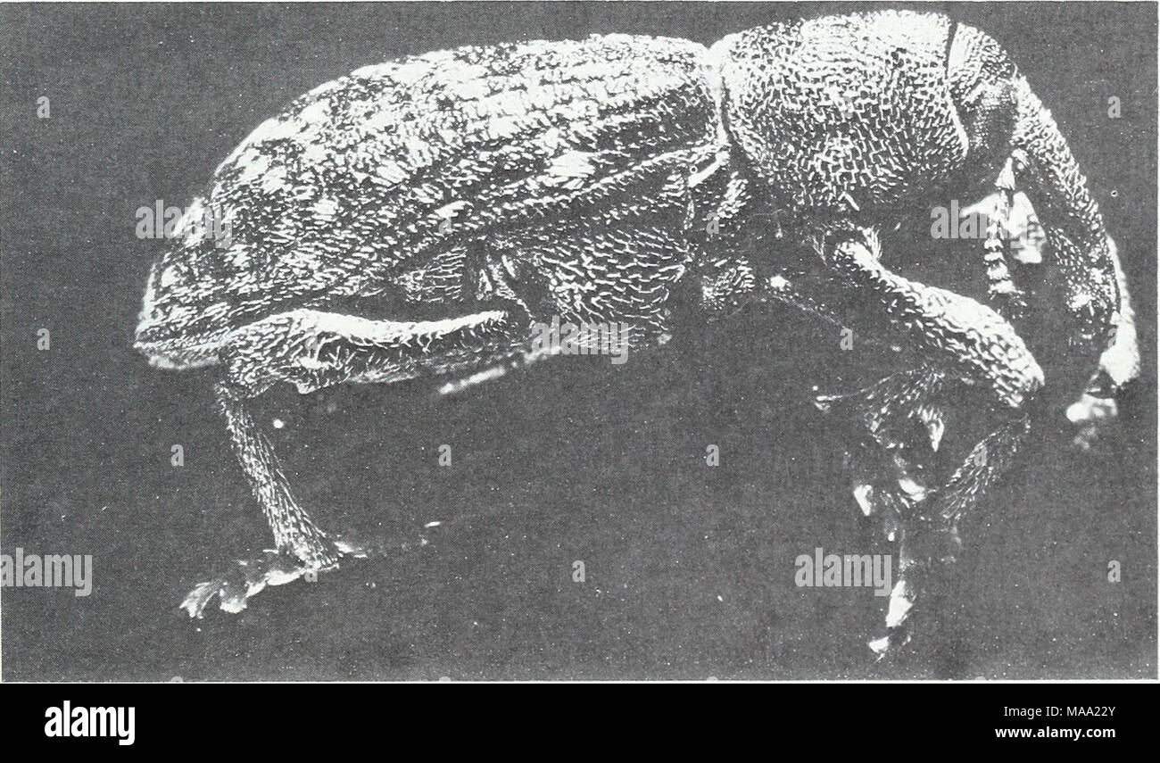 . Eastern forest insects . F-488105 Figure 78.—Adult of the pine root ...