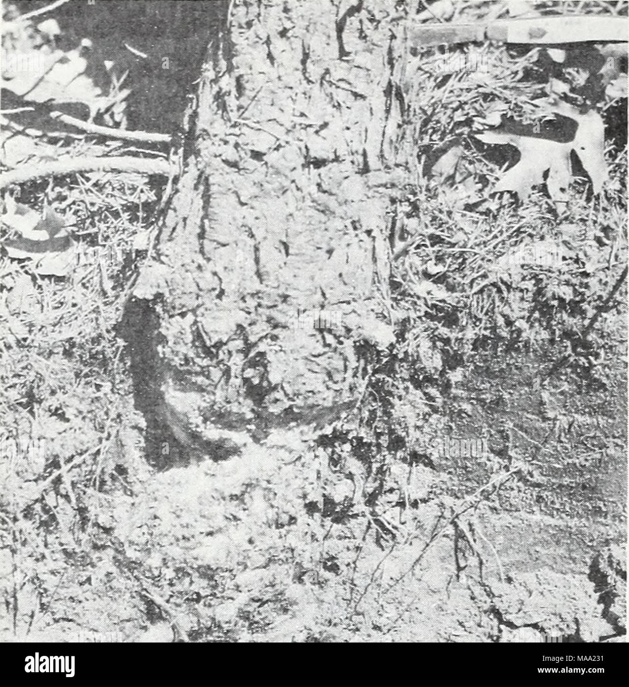 Newly discovered species hi-res stock photography and images - Alamy