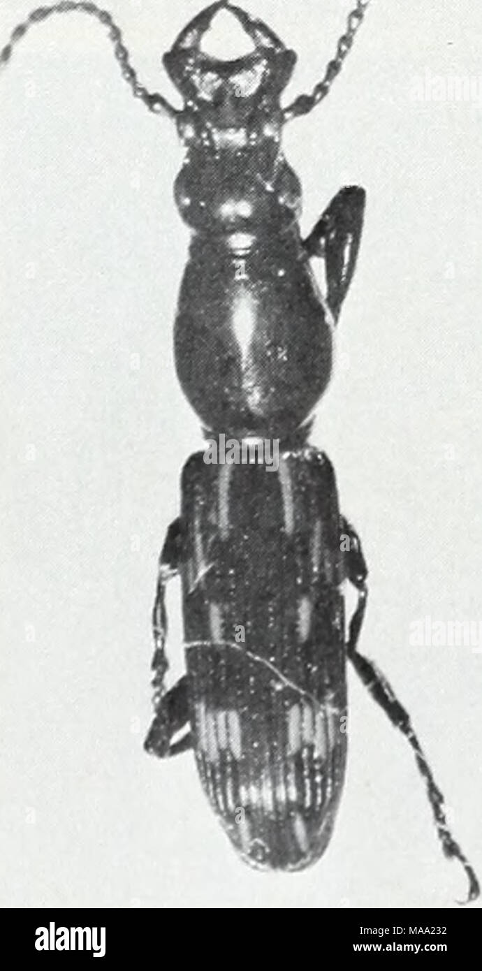 . Eastern forest insects Stock Photo - Alamy