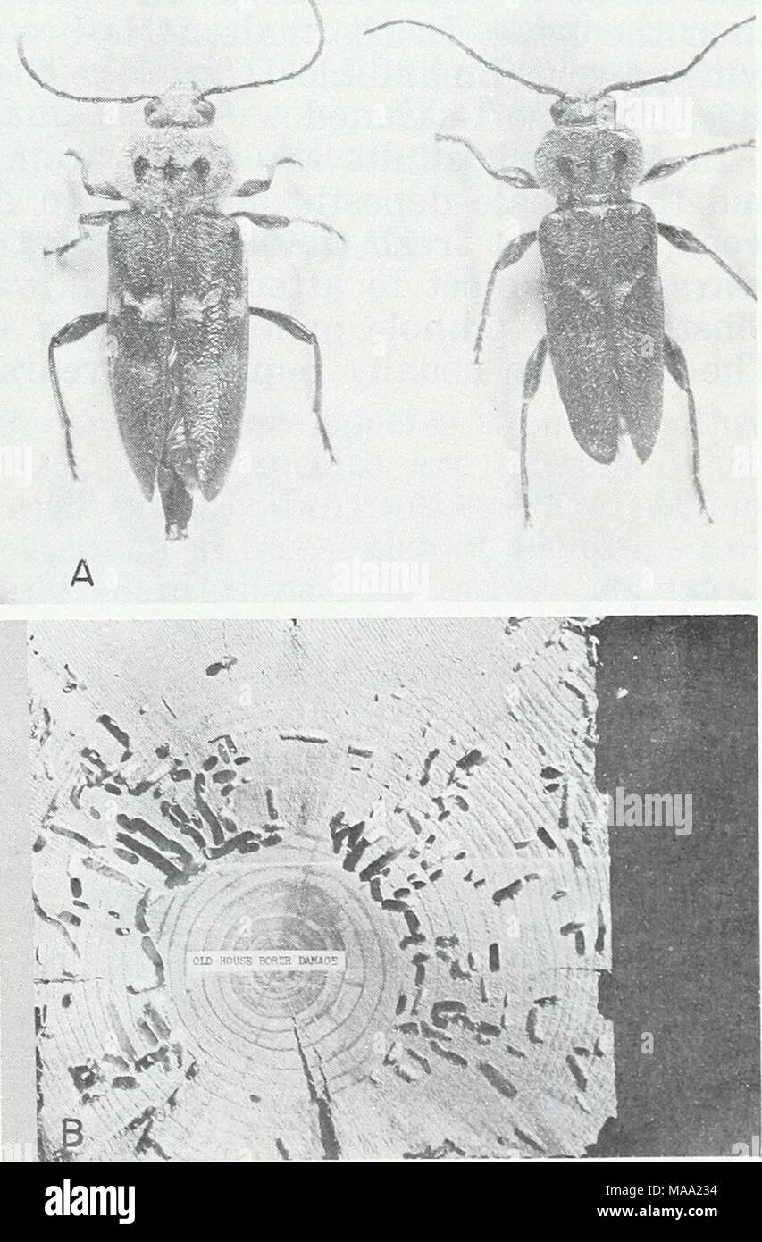. Eastern forest insects . 207 Stock Photo - Alamy