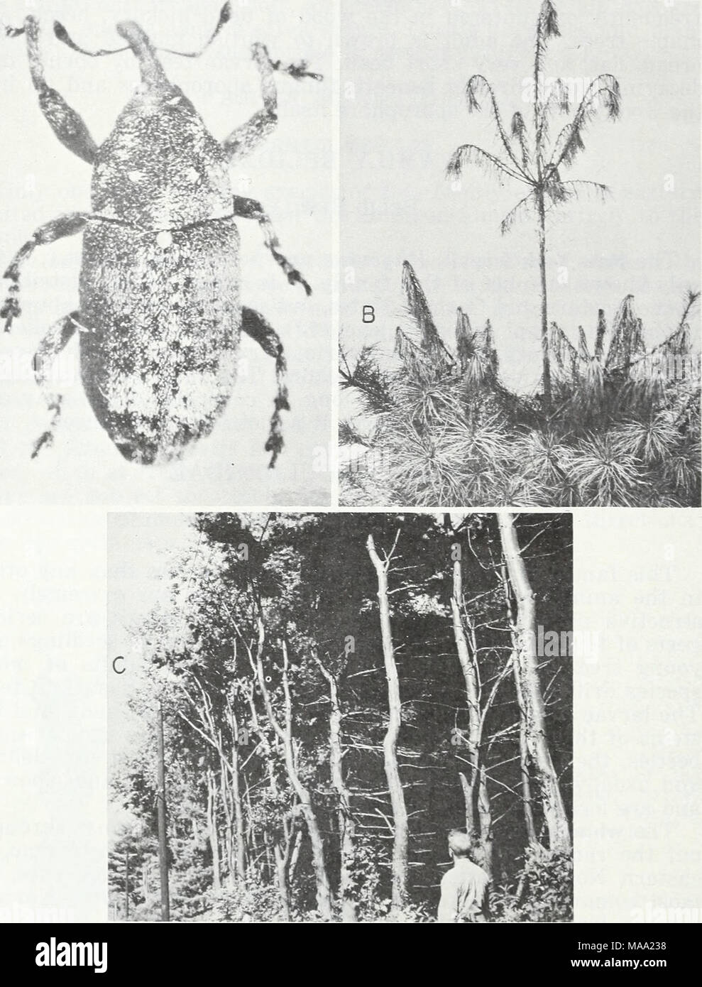. Eastern forest insects . F-4S2574, 482578. 482572 Figure 75.—White ...