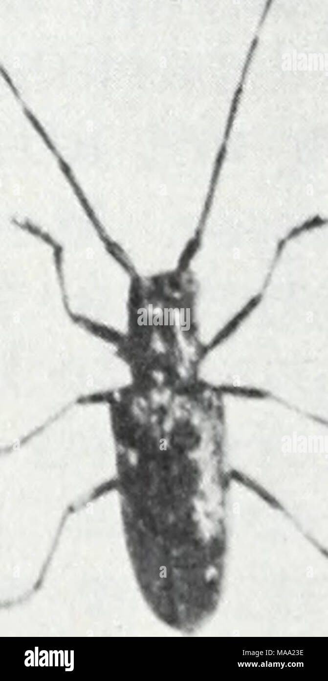 . Eastern forest insects Stock Photo - Alamy