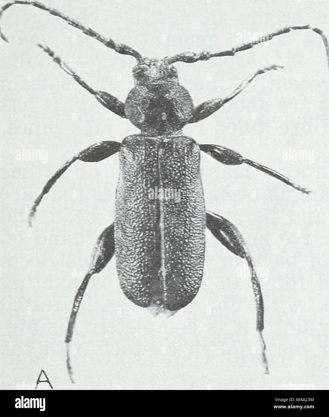 . Eastern forest insects Stock Photo - Alamy