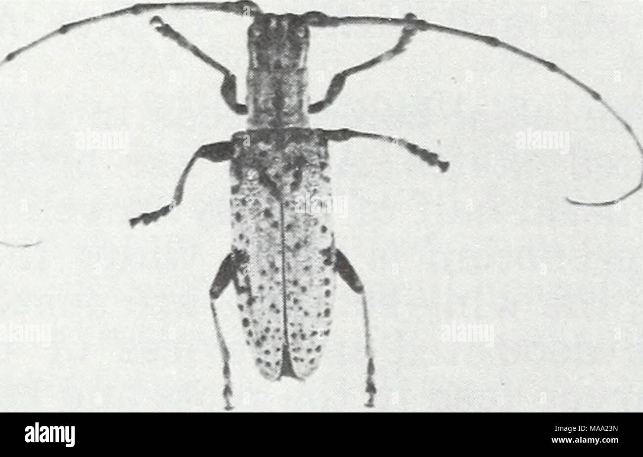 . Eastern forest insects Stock Photo - Alamy