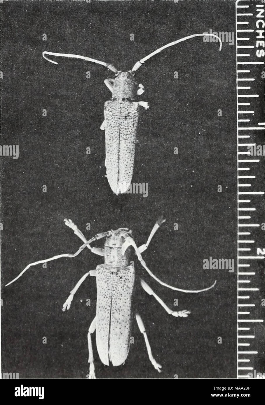 . Eastern forest insects . F-519920 Figure 60.—Adults of the poplar ...