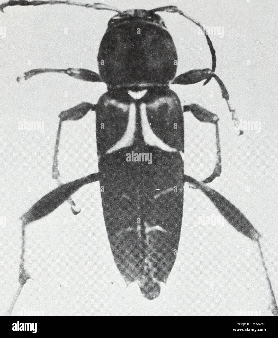 . Eastern forest insects Stock Photo - Alamy