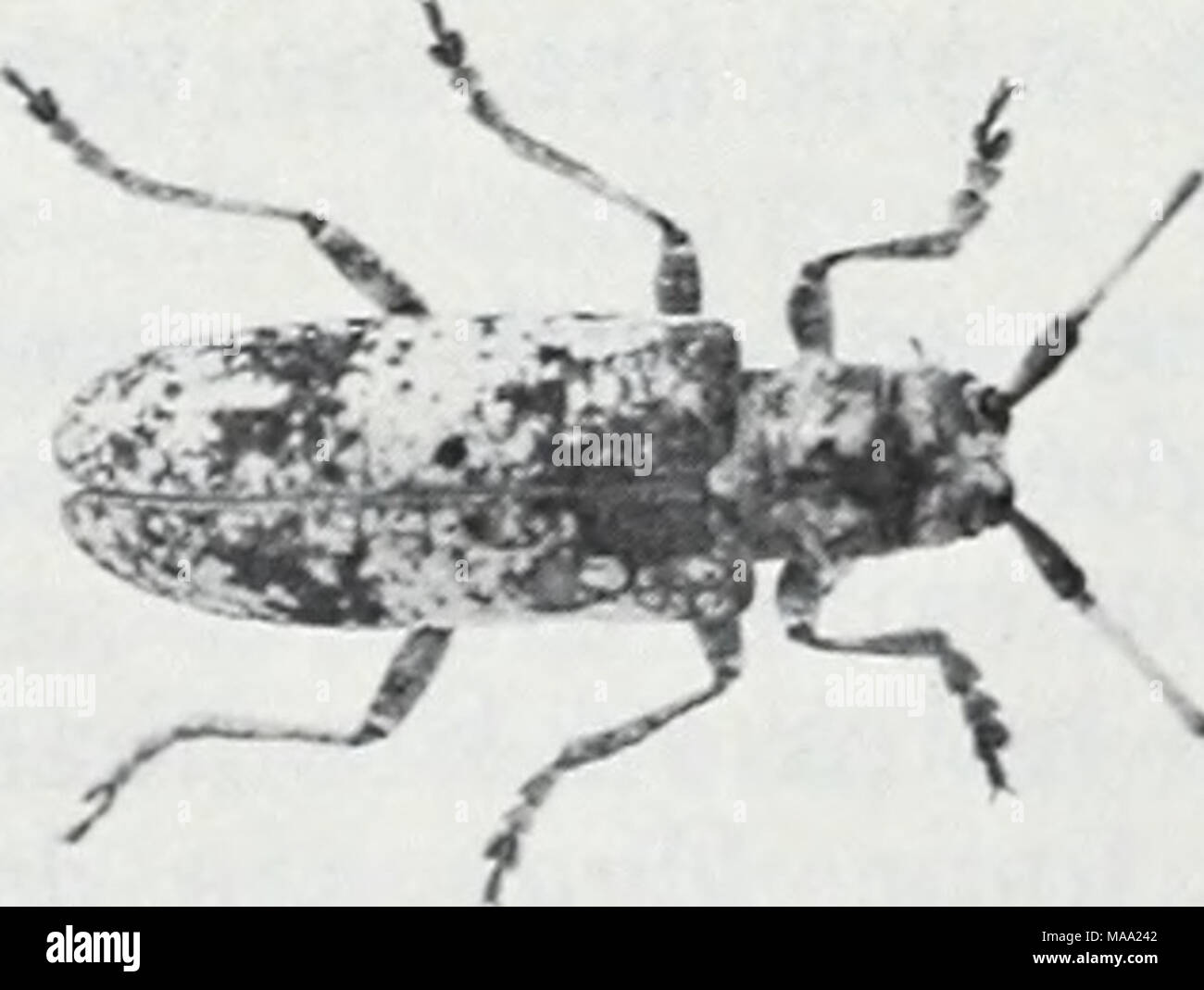 . Eastern forest insects . 182 Stock Photo - Alamy