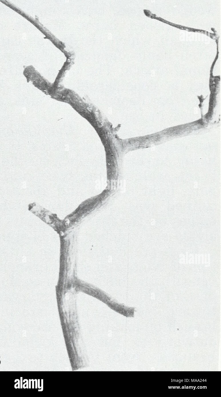 Twig girdler hi-res stock photography and images - Alamy
