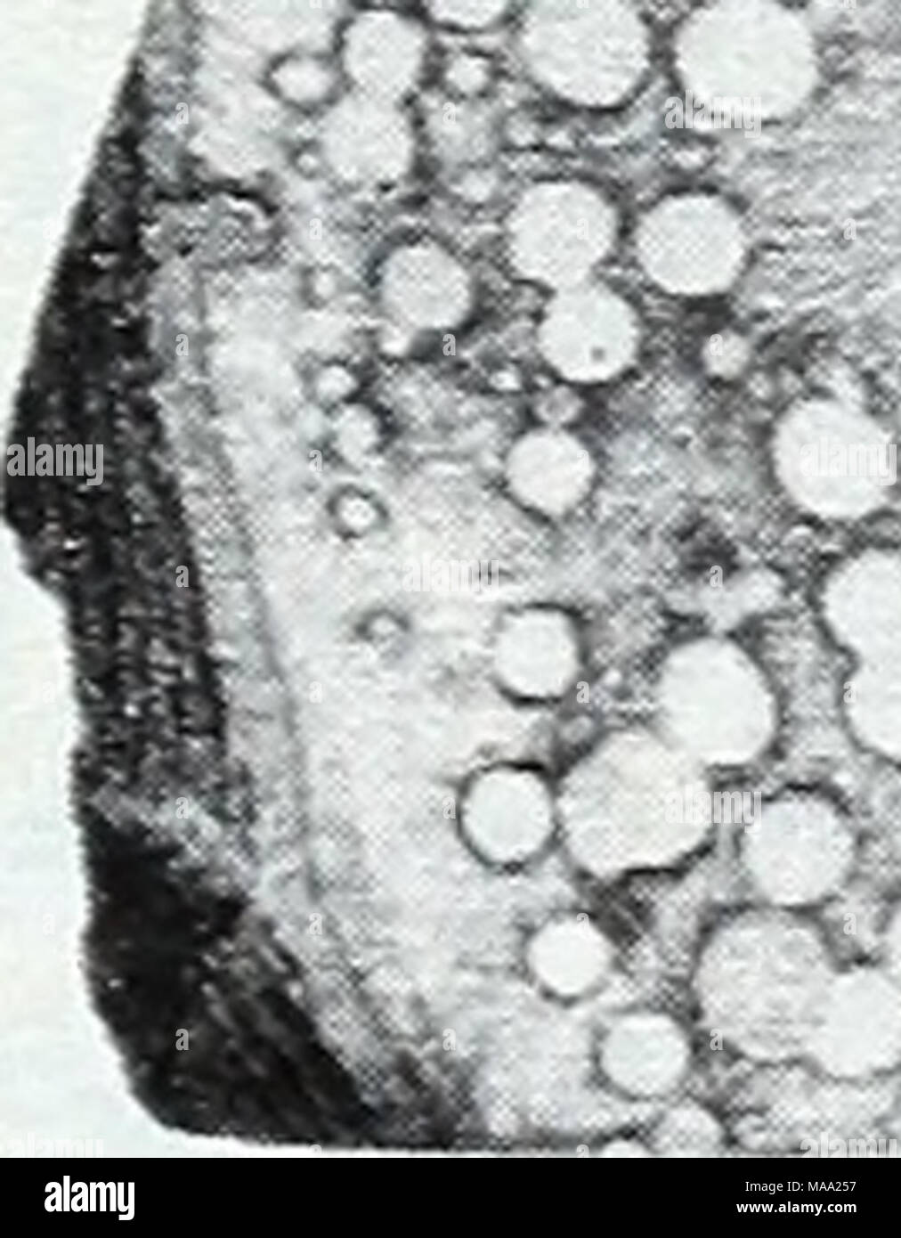 Dinoderus minutus hi-res stock photography and images - Alamy