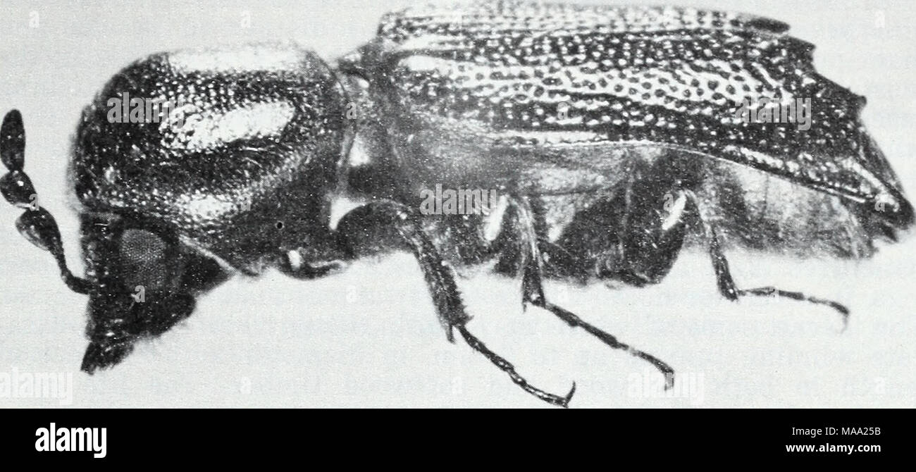 . Eastern forest insects Stock Photo - Alamy