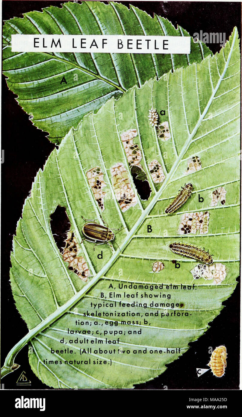 . Eastern forest insects . COURTESY AGR. RES. SERV. Figure 40.—Elm leaf ...