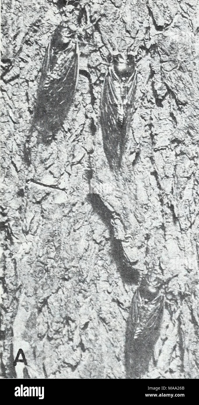 . Eastern forest insects Stock Photo - Alamy