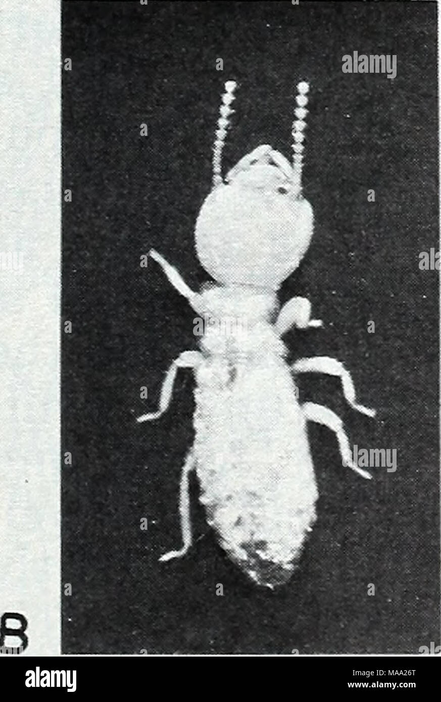 . Eastern forest insects . F-107105 Figure 6.—Eastern subter- ranean ...