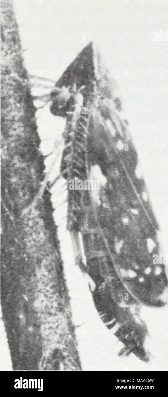 . Eastern forest insects Stock Photo - Alamy