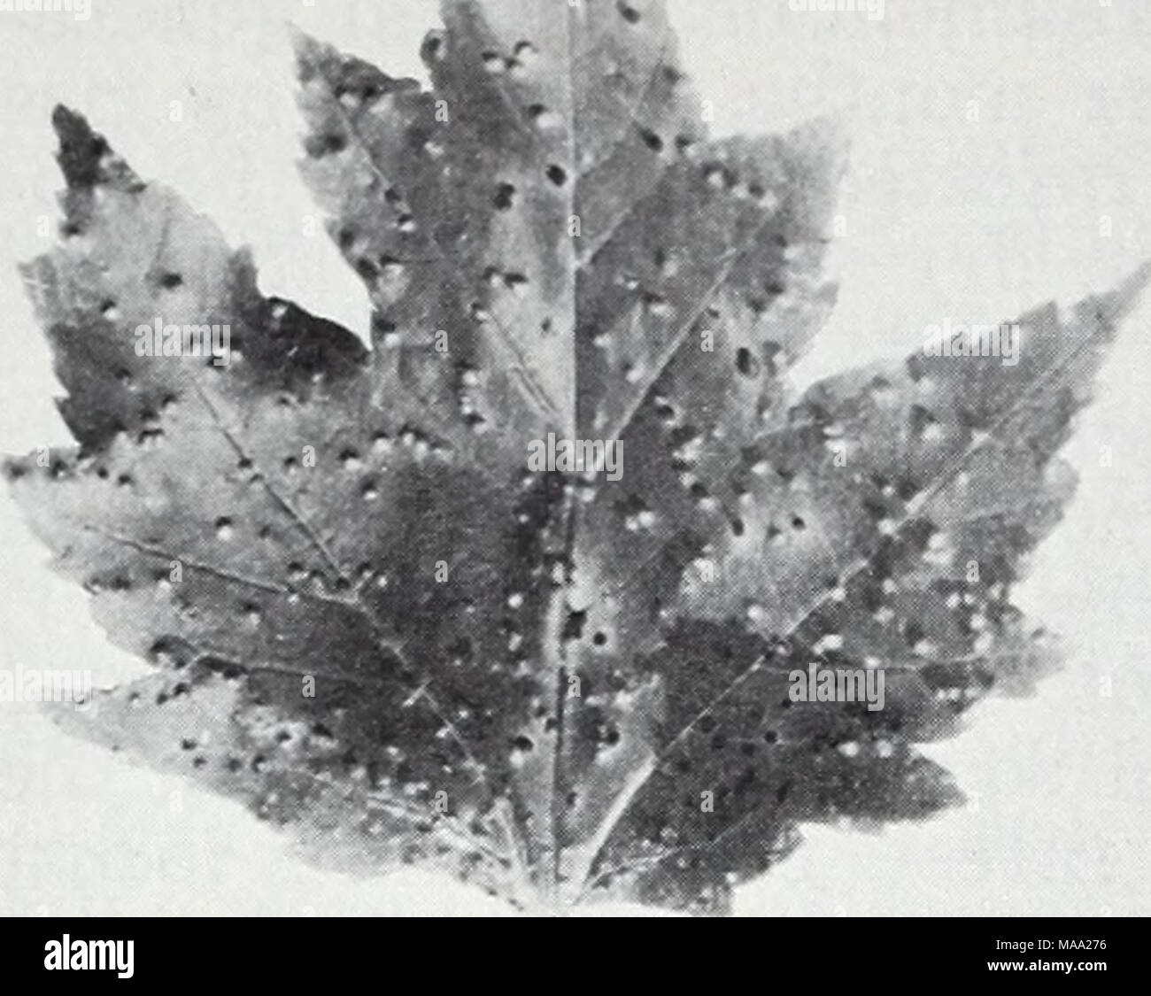 Family sarcoptidae hi-res stock photography and images - Alamy