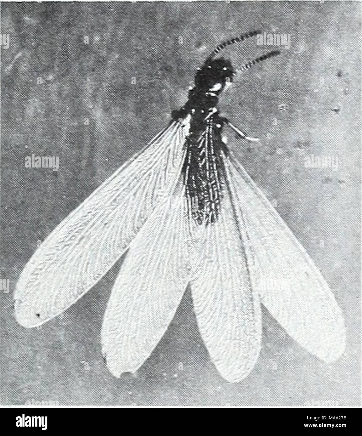 . Eastern forest insects Stock Photo - Alamy