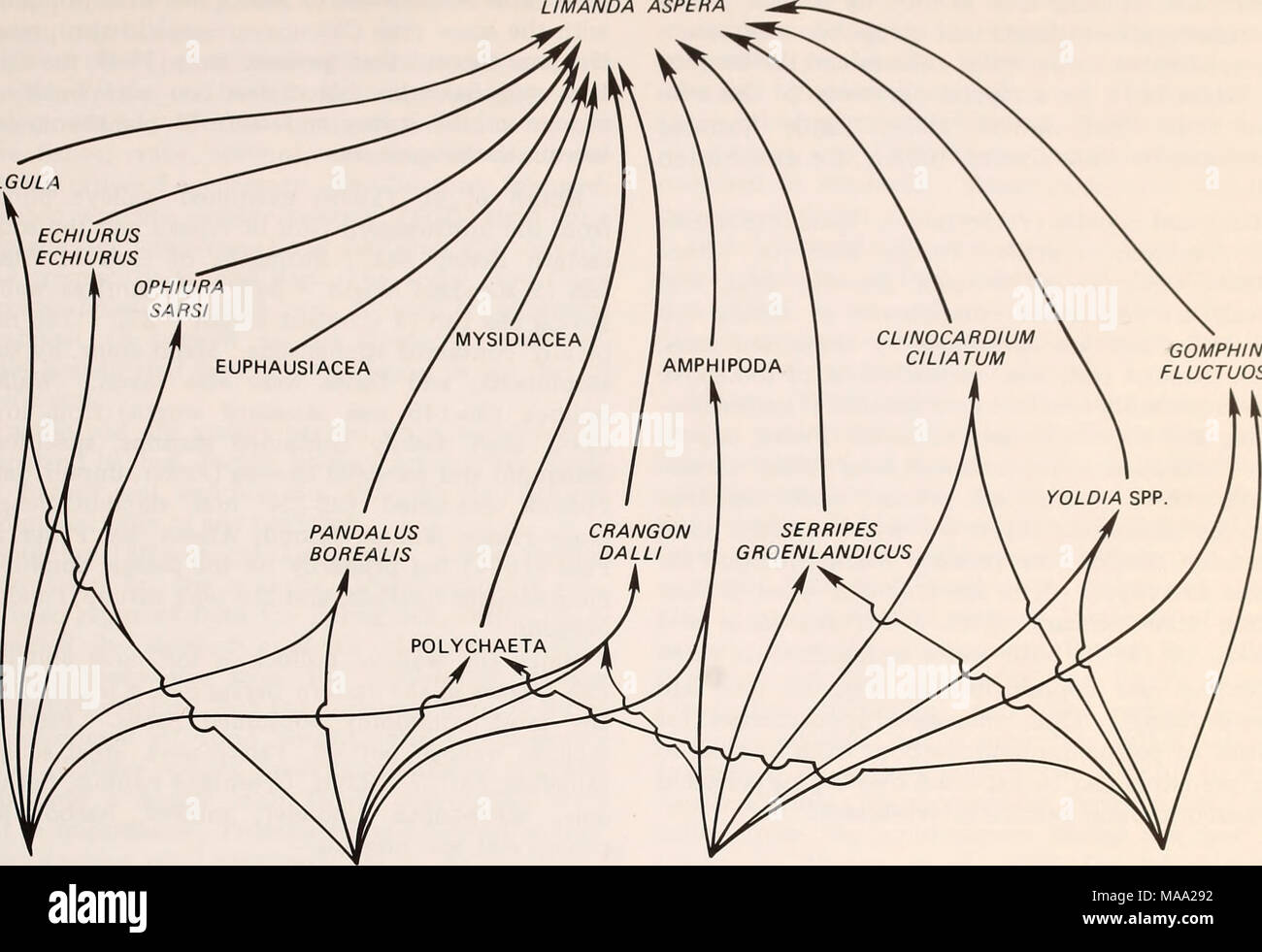 Meiofauna hi-res stock photography and images - Alamy