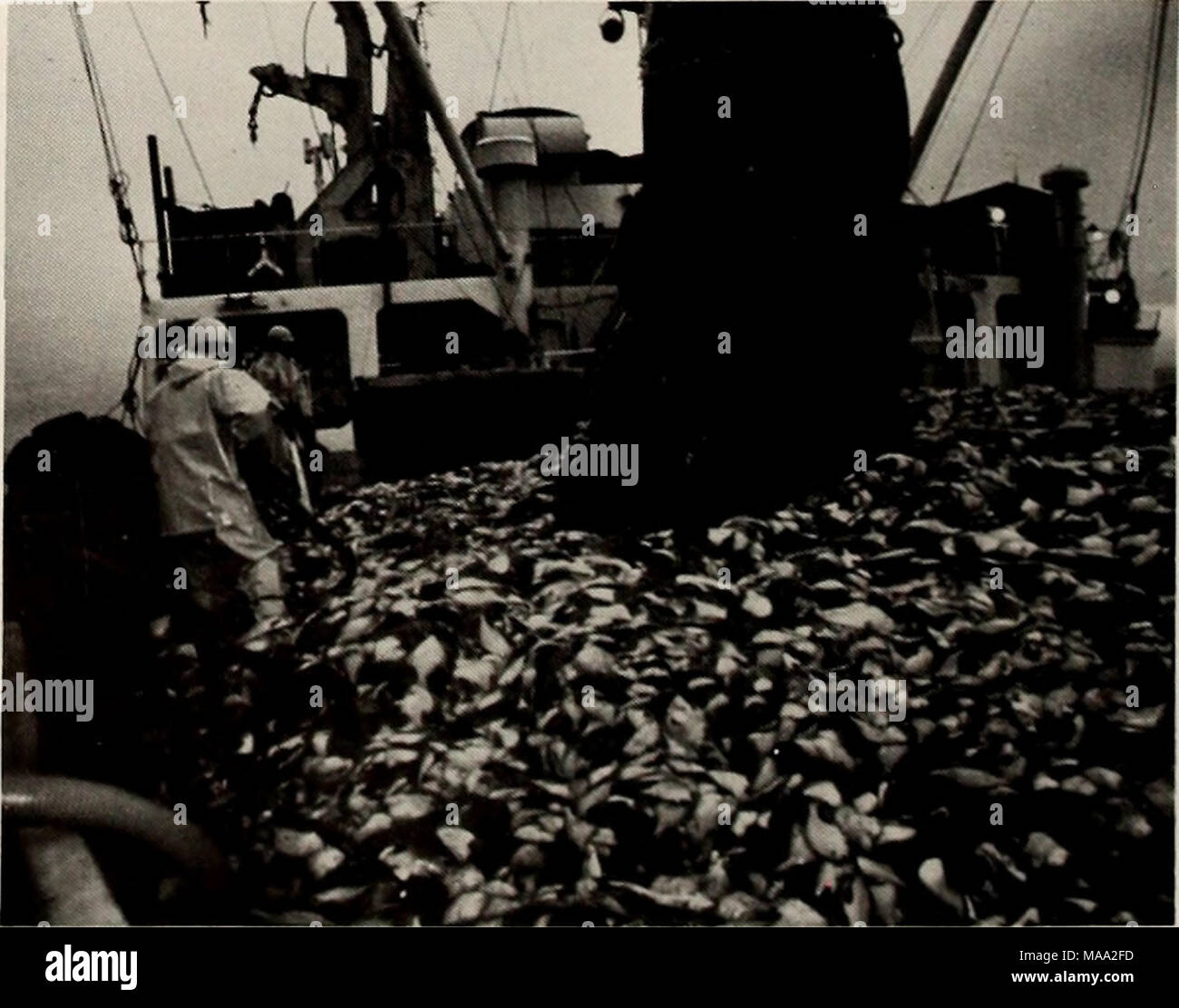 . The Eastern Bering Sea Shelf : oceanography and resources / edited by ...