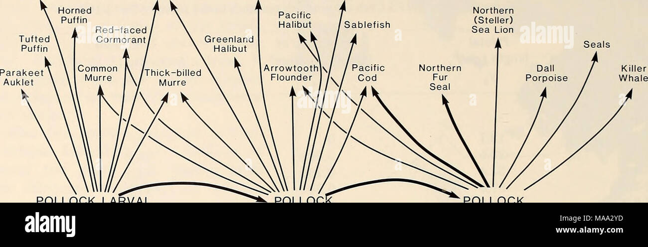 . The Eastern Bering Sea Shelf : oceanography and resources / edited by ...