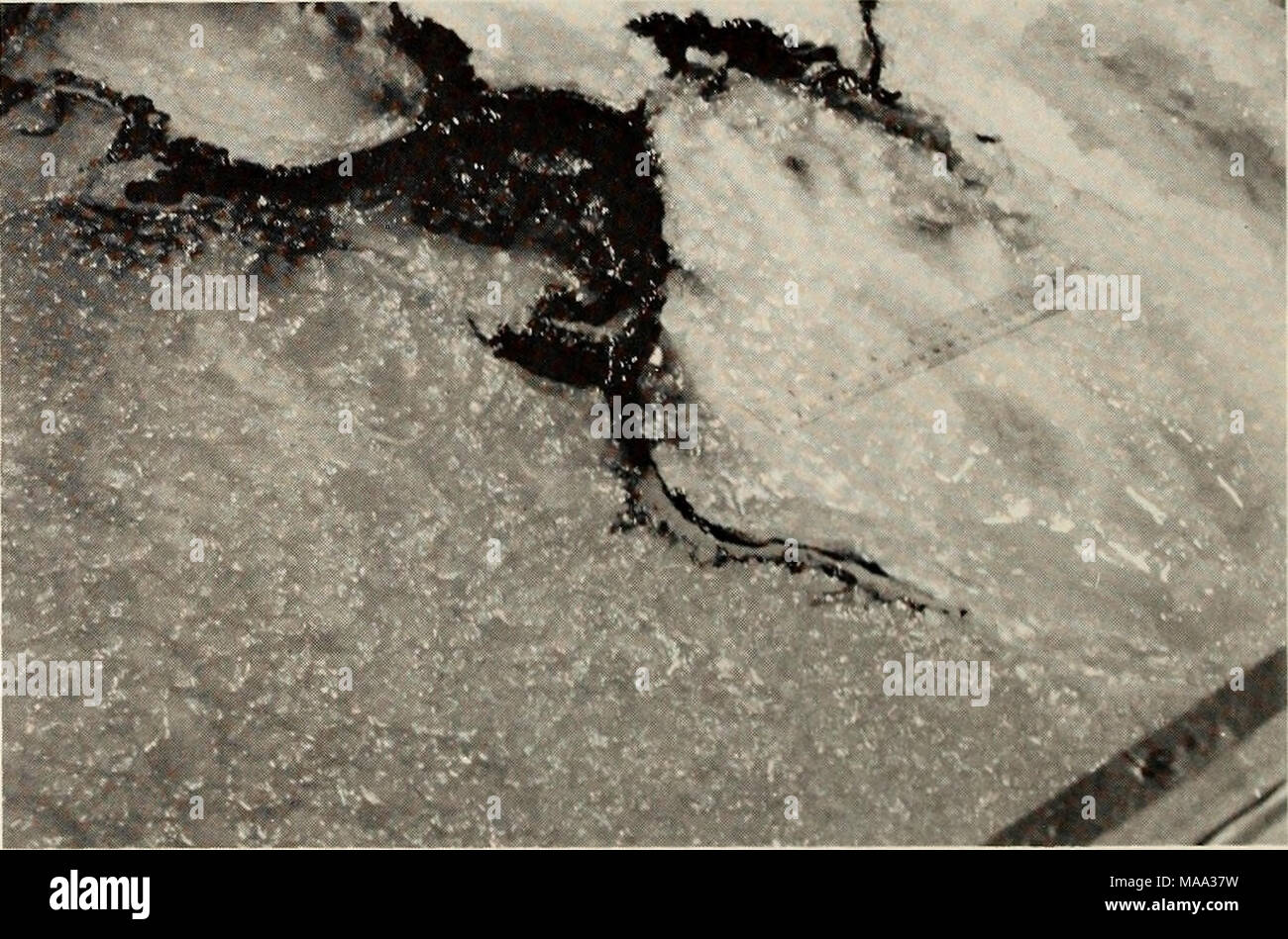 . The Eastern Bering Sea Shelf : oceanography and resources / edited by ...