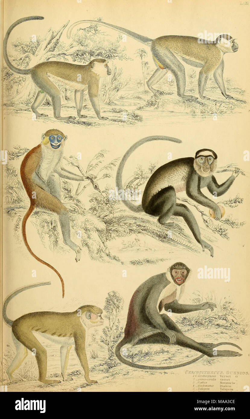 Talapoin hi-res stock photography and images - Alamy