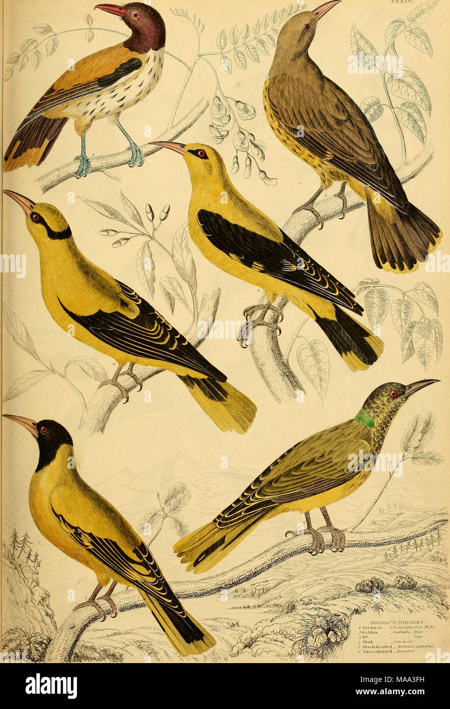 Tcm history hi-res stock photography and images - Alamy