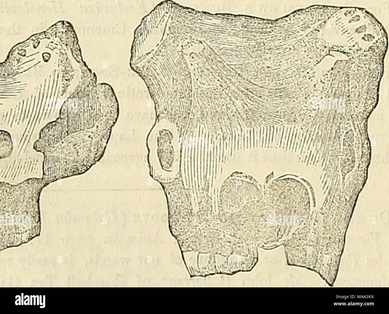 . Edinburgh journal of natural history and of the physical sciences . â ...