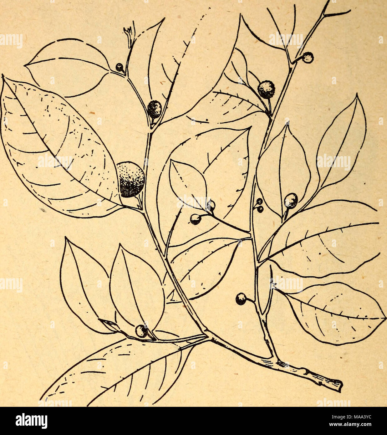. Edible and poisonous plants of the Caribbean region . 45. Breadnut ...